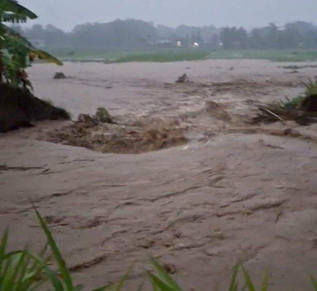 Tanggul Jebol, Puluhan Hektar Sawah di Bringinan, Jambon Terendam ...